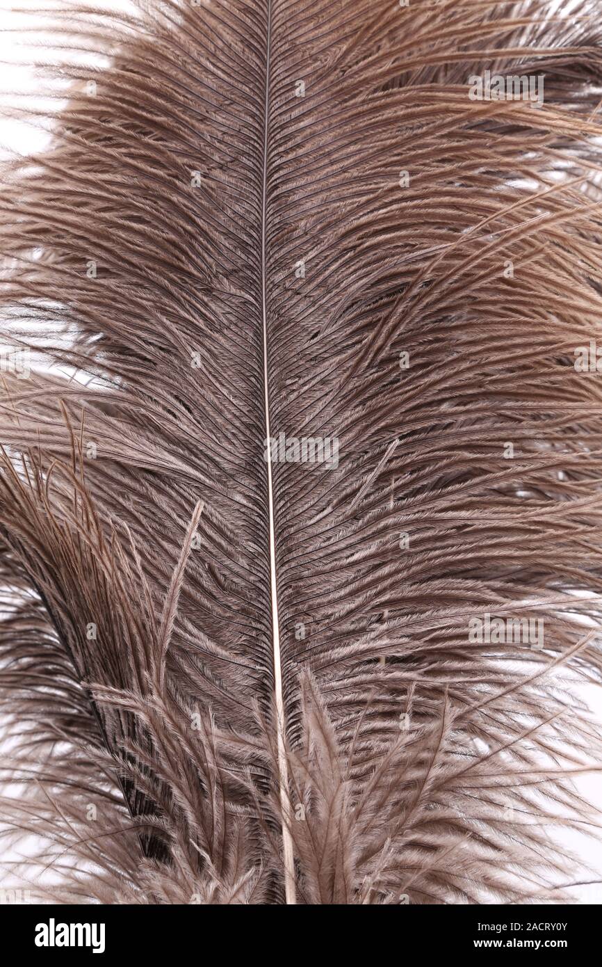 Brown feathers hi-res stock photography and images - Alamy