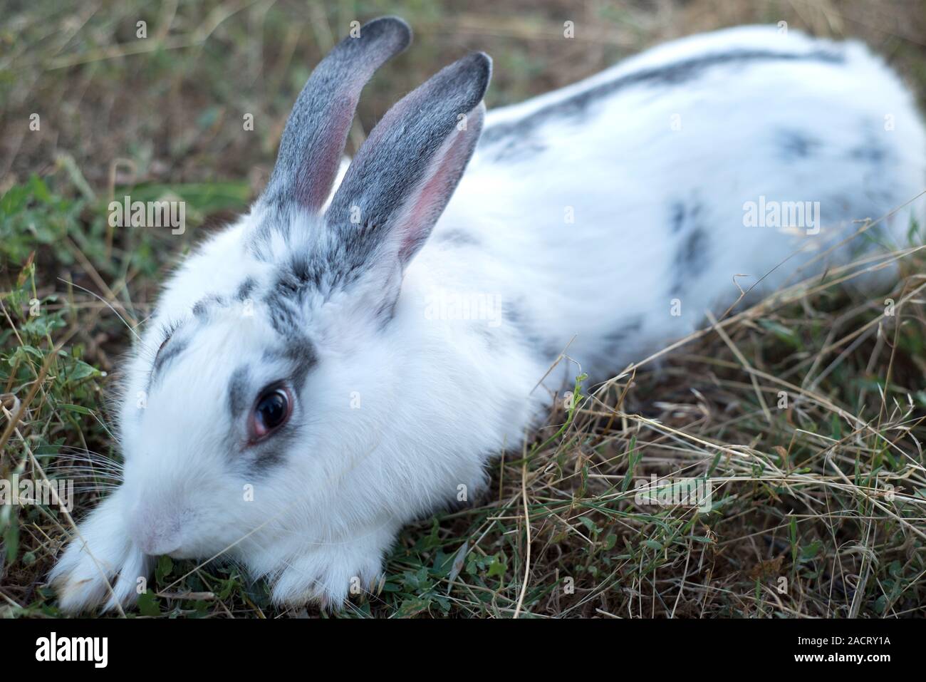 Cute bunny rabbit sitting on green grass in the garden.Animal nature ...