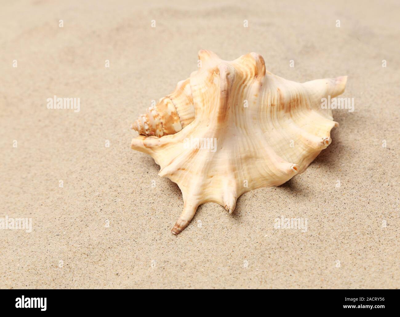 Conch Shell over sand. Sandy background. Close up Stock Photo - Alamy