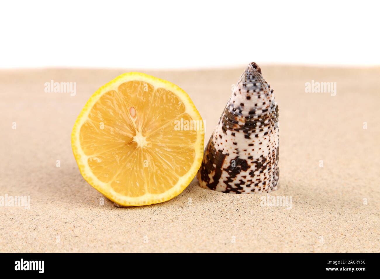 Lime and shell on sand Stock Photo - Alamy