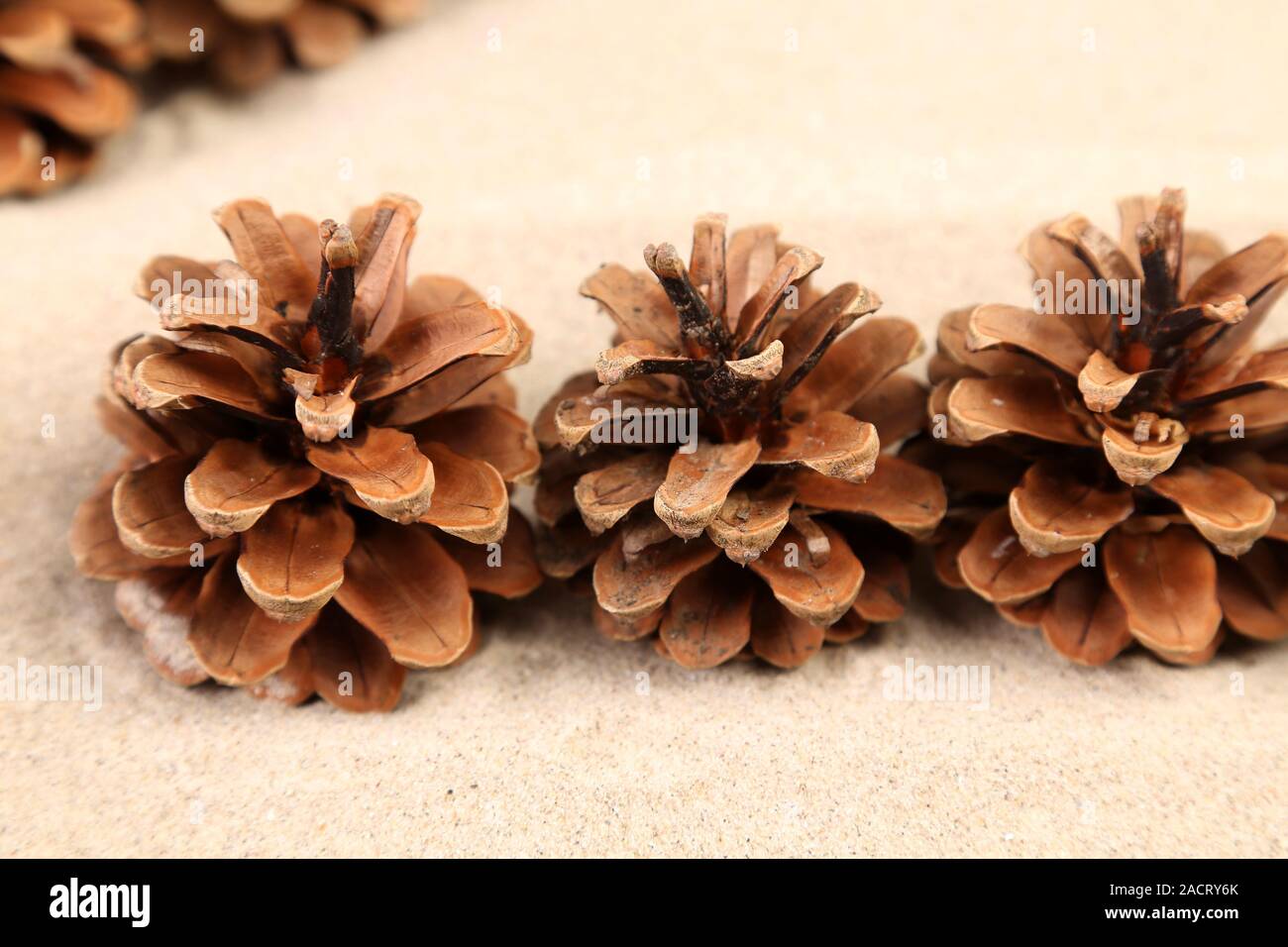 Sand pine hi-res stock photography and images - Alamy