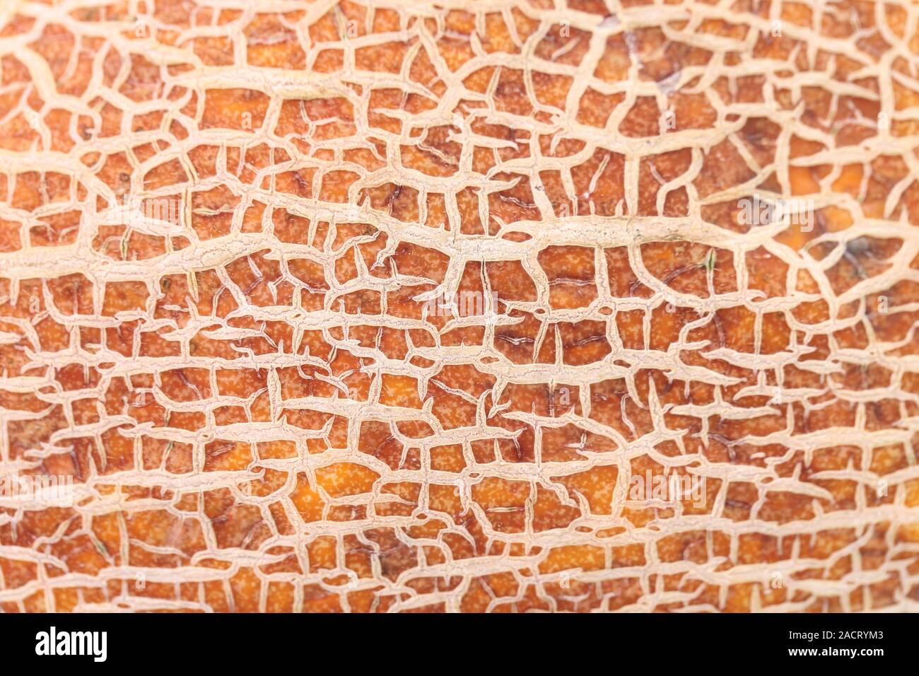 Melon skin texture close up Stock Photo - Alamy