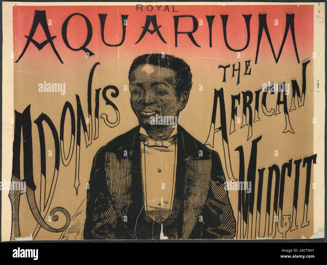 Adonis, the African midget, A poster for the 'The Royal Aquarium ...