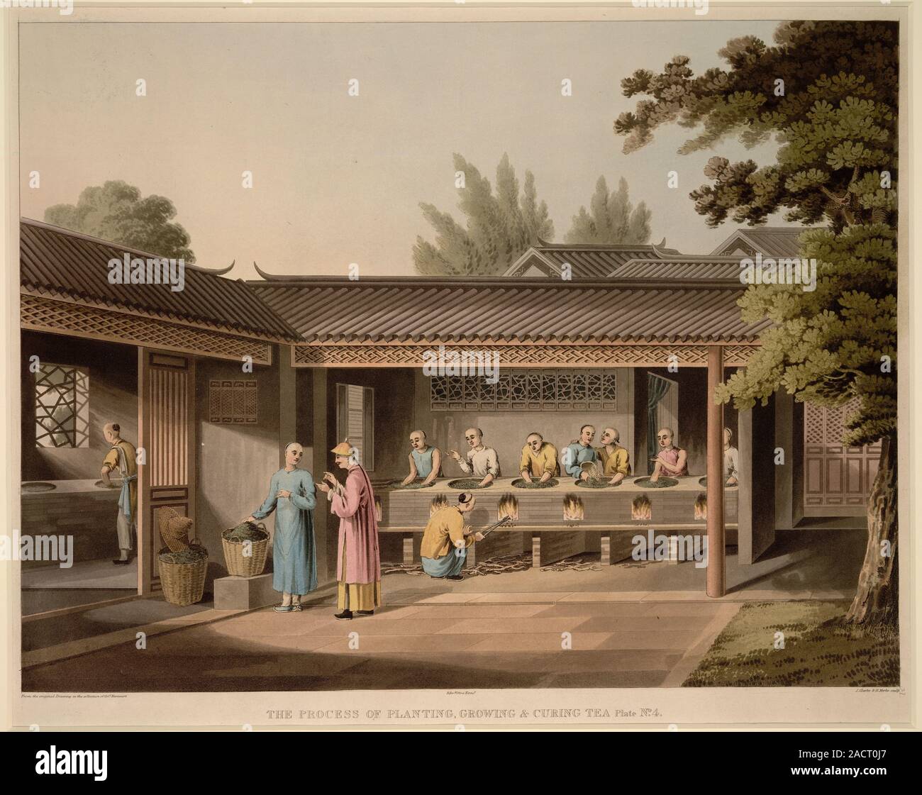 The process of planting growing and curing tea. Illustrated by Clarke ...