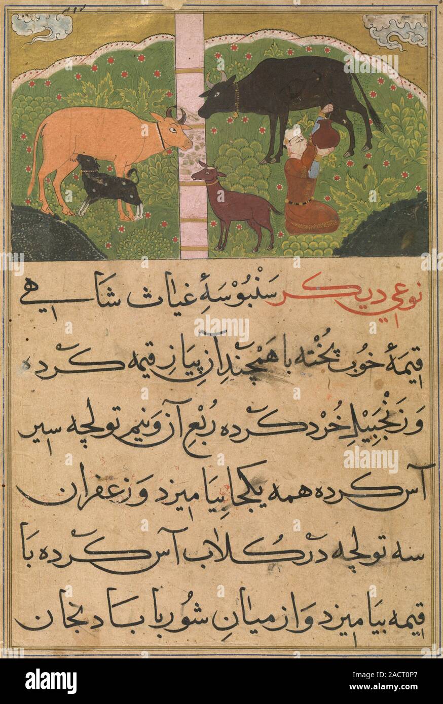Milking. Section on the use of milk in 'kashk' (pottage) and the ...