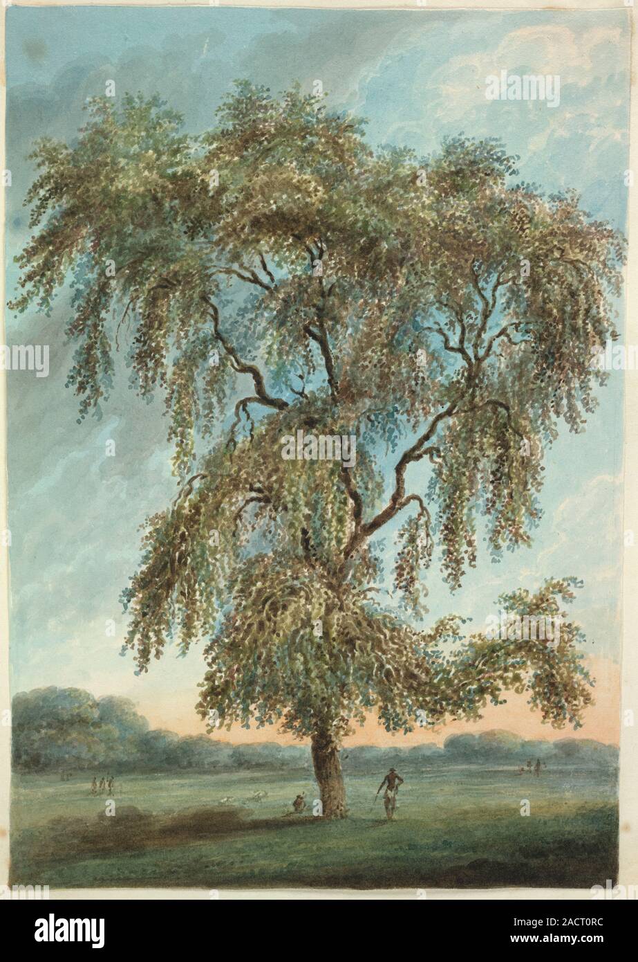 A Neem tree in a landscape. From a scrapbook containing watercolours ...