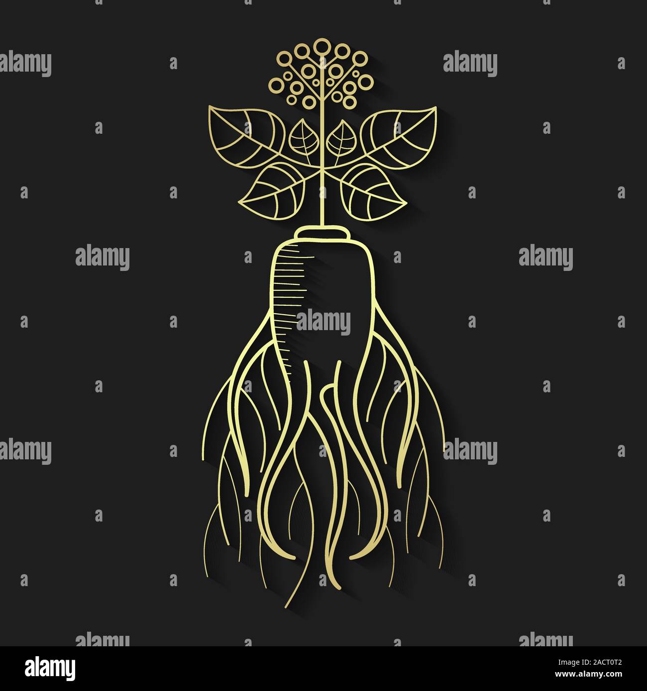 A ginseng root and a part of the plant. Design Element, Illustration ...