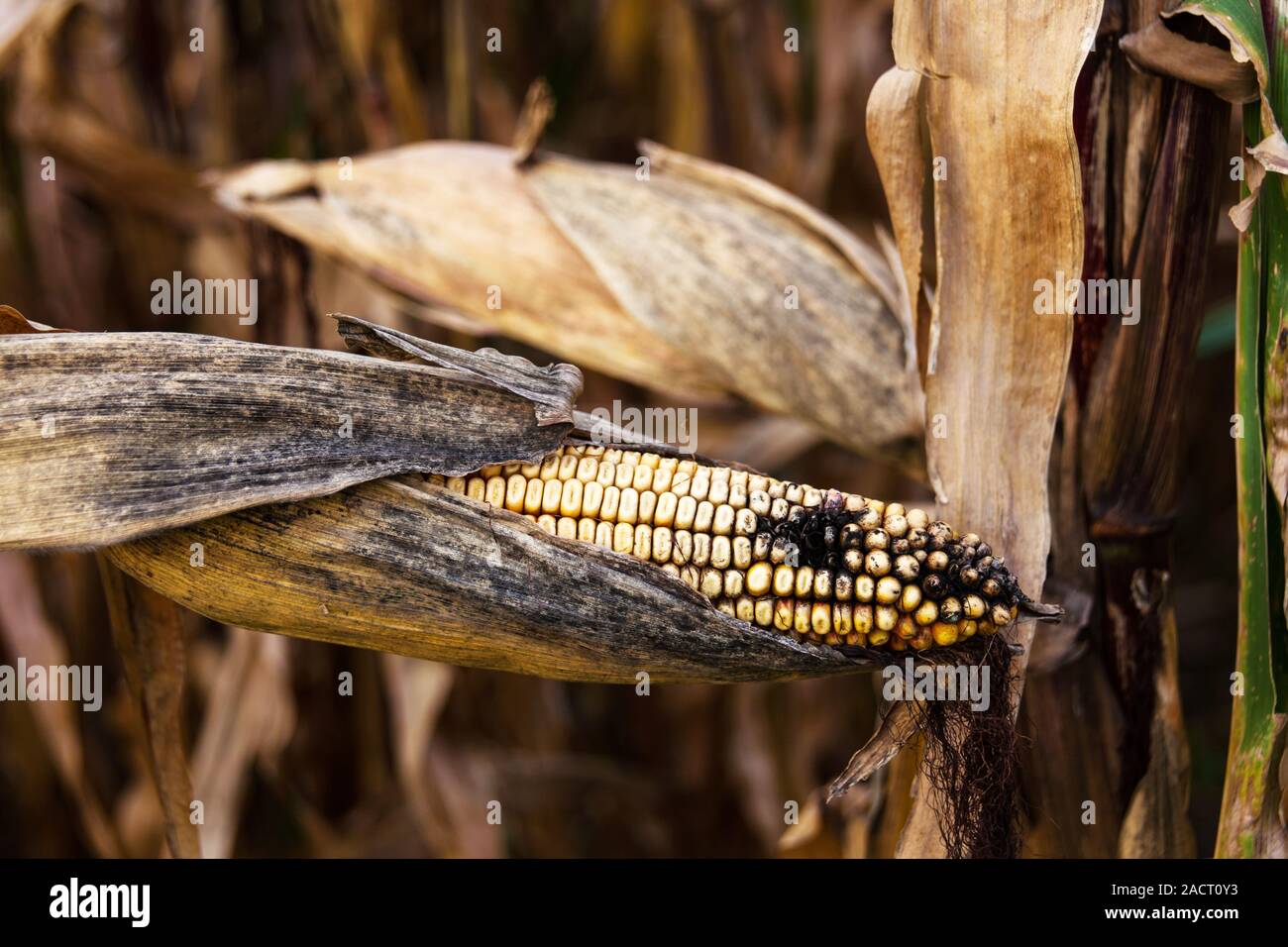 Maize field in autumn Stock Photo - Alamy