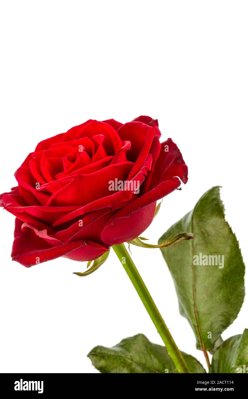 Red Rose. Signs of love Stock Photo - Alamy