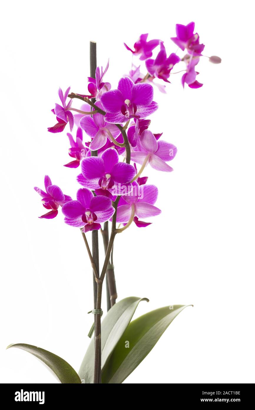 Single orchid on white background Stock Photo - Alamy