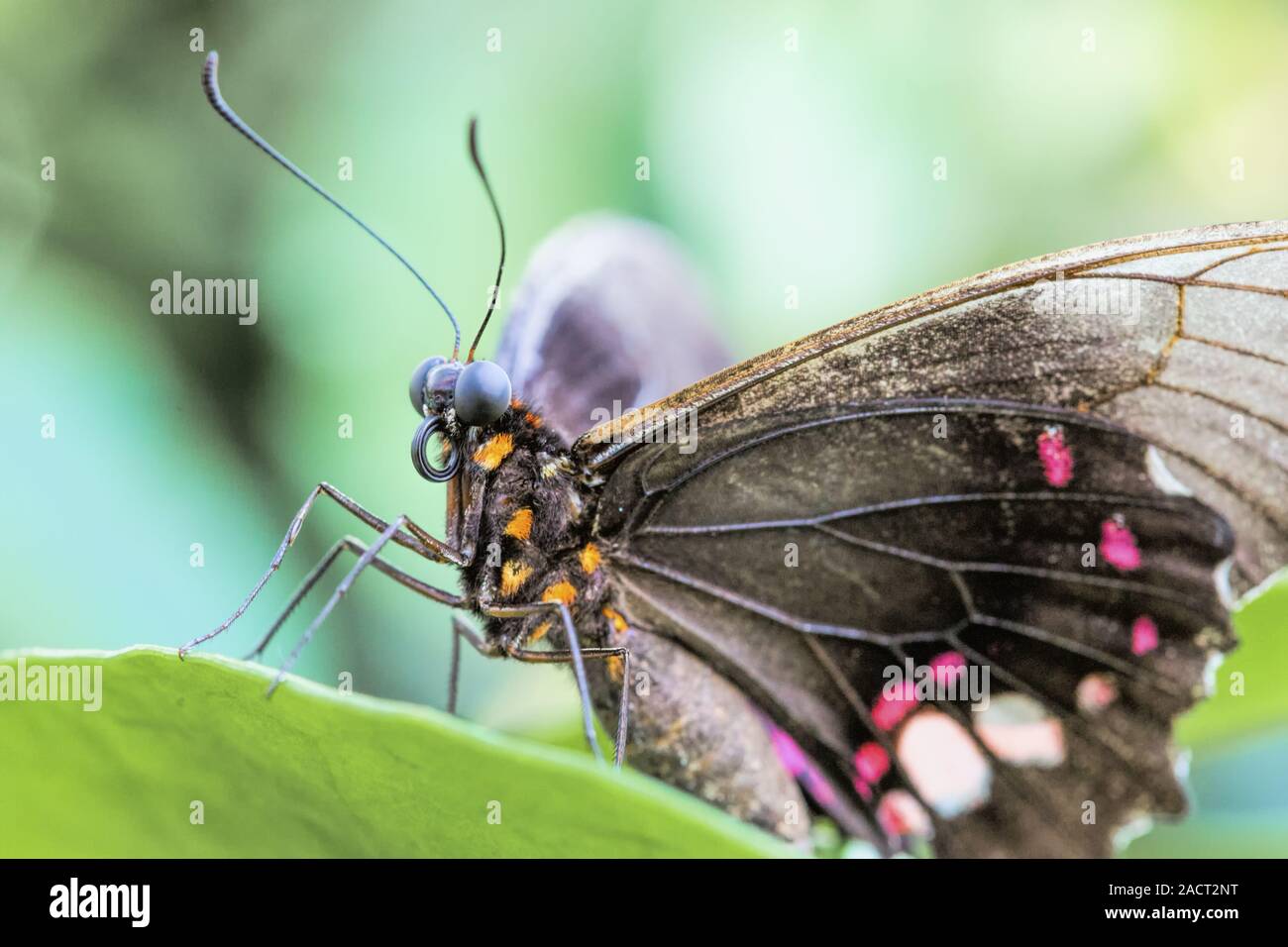 Pink cattleheart butterfly or parides iphidamas hi-res stock ...