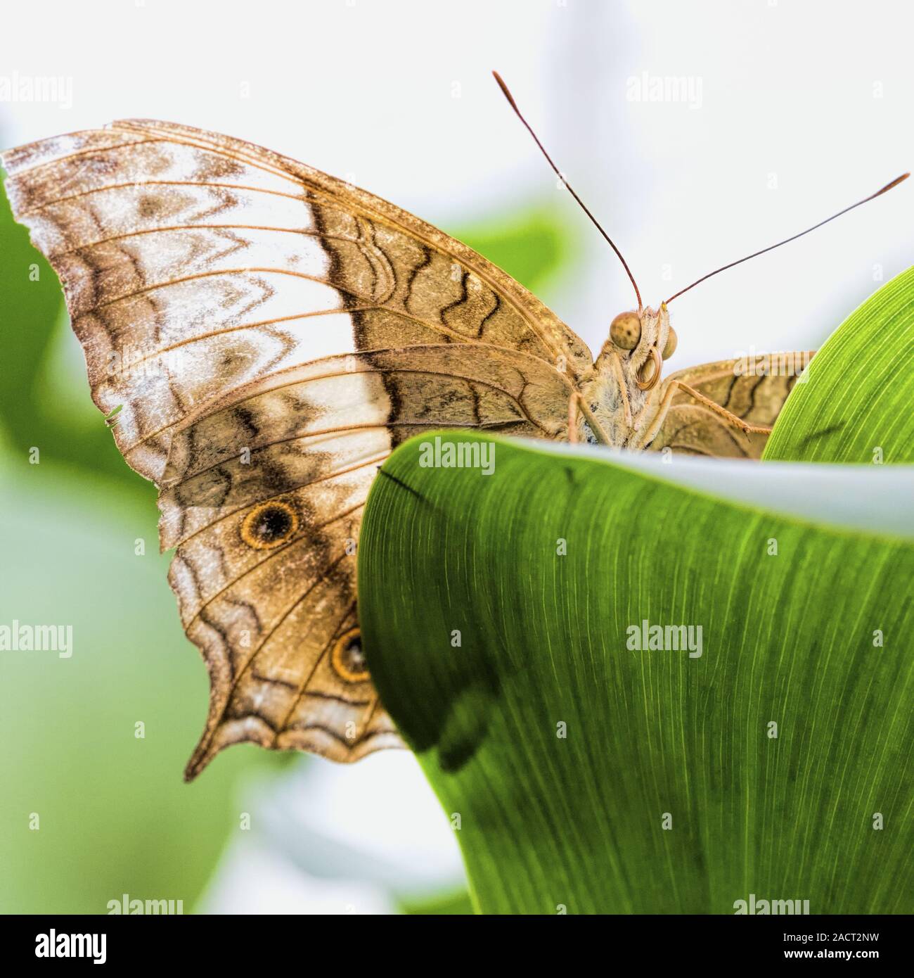Tropical butterfly (Parthenos sylvia Stock Photo - Alamy