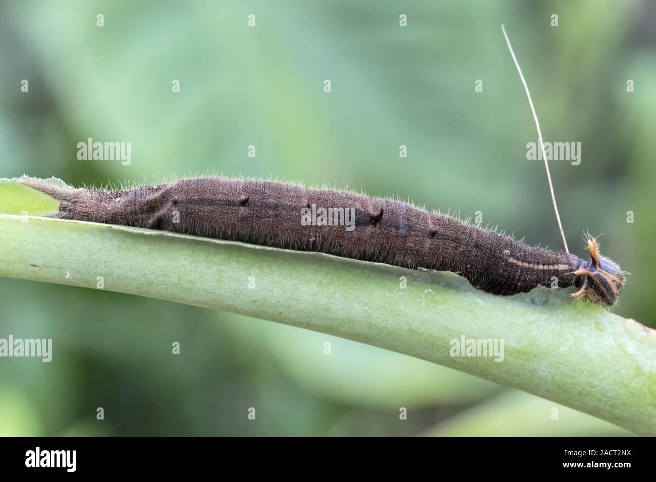 Owl butterfly caterpillar caligo hi-res stock photography and images ...