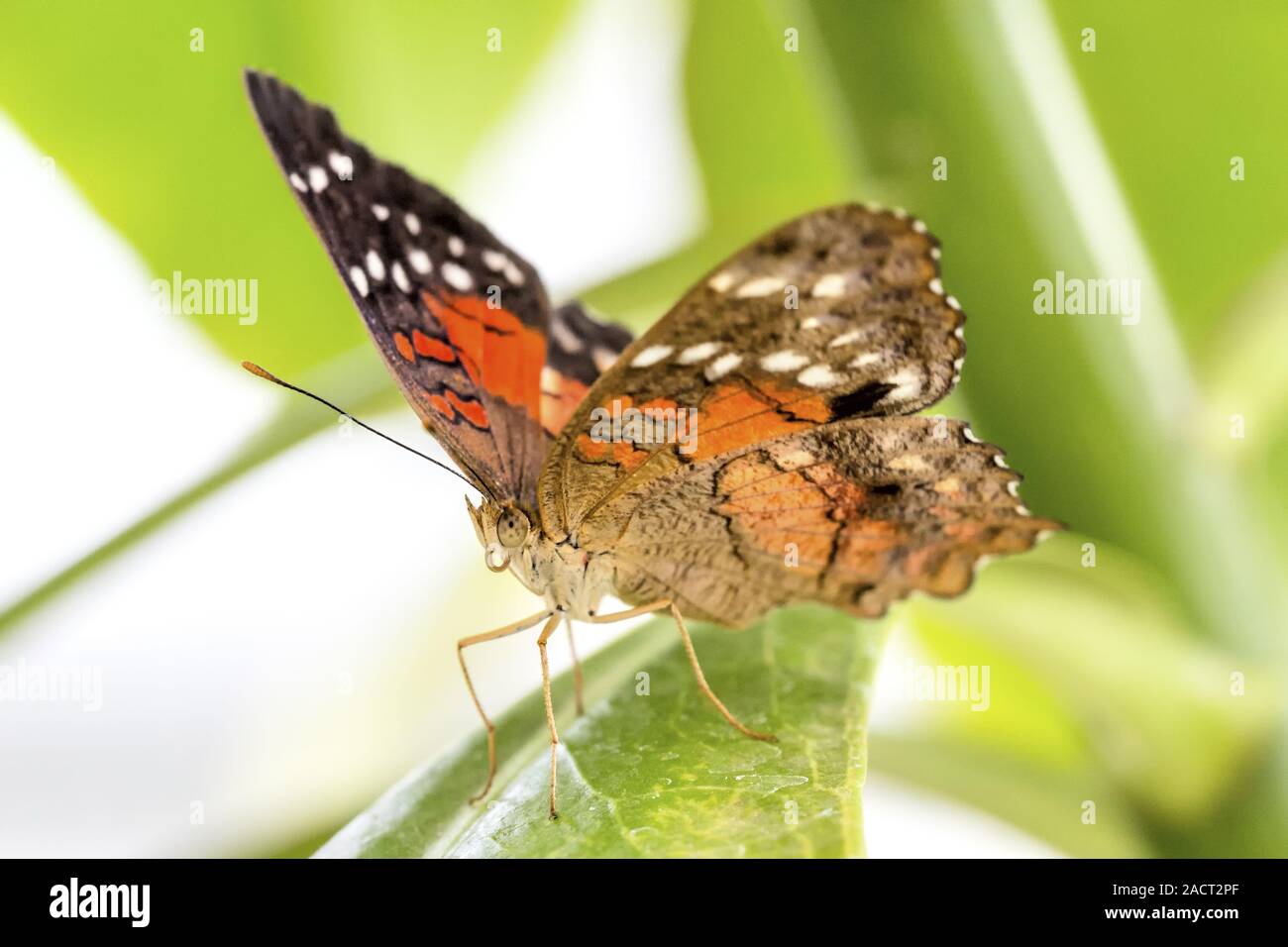Amathea hi-res stock photography and images - Alamy
