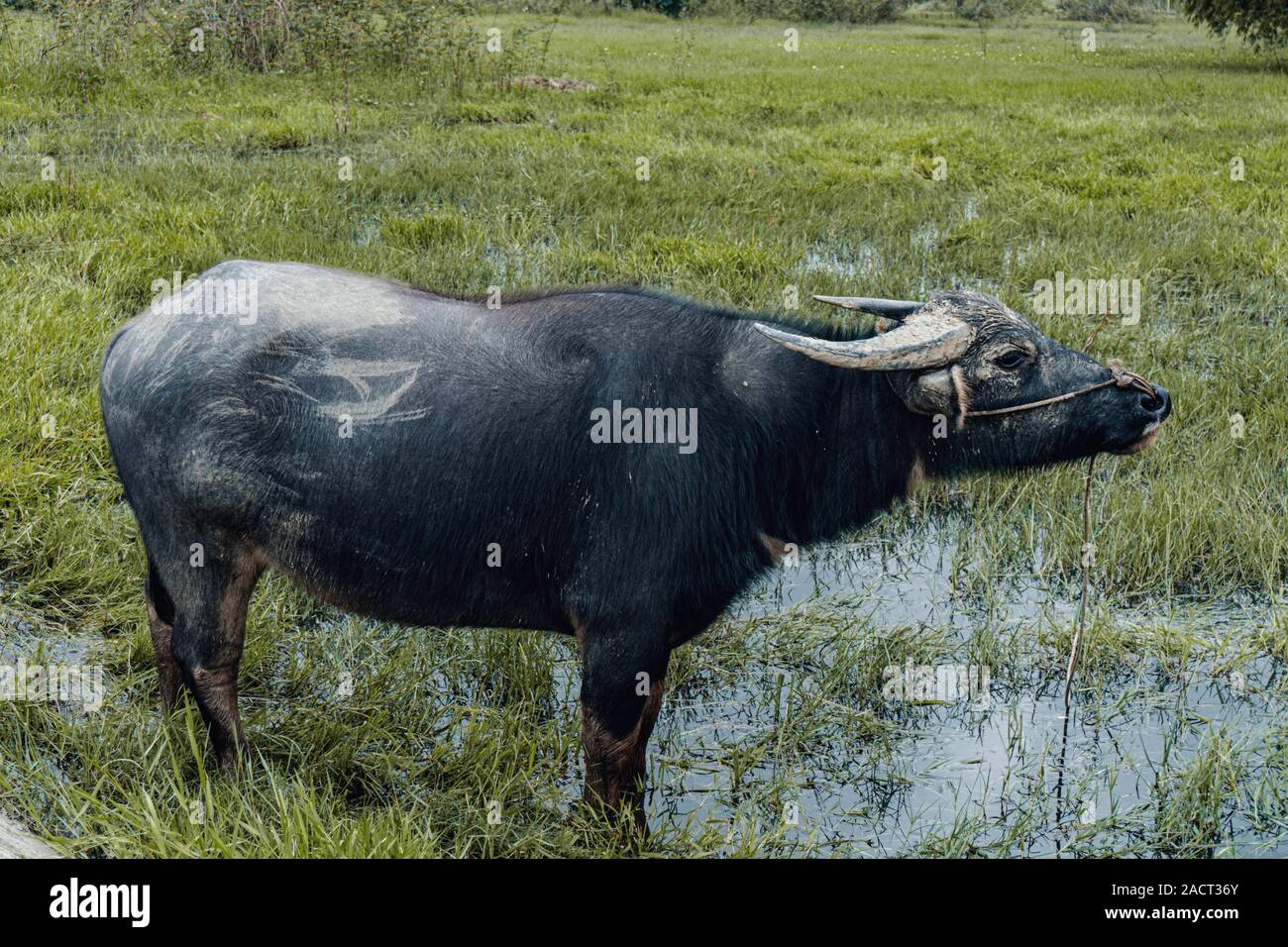 Taken in Vietnam, just out side of Hoi An, this is a Black water ox ...