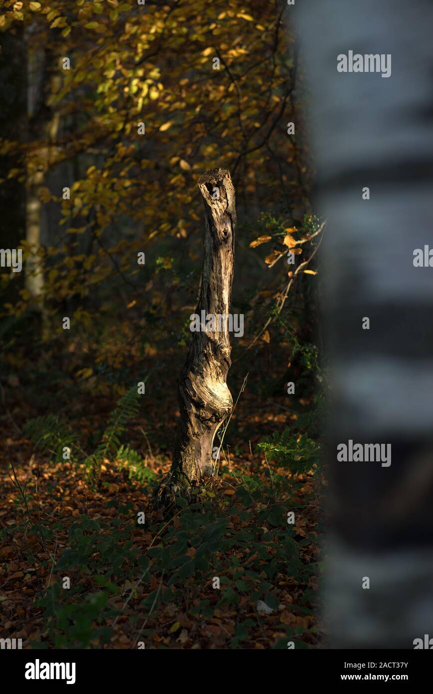 Texture on a tree trunk lit with natural diffused light Stock Photo - Alamy
