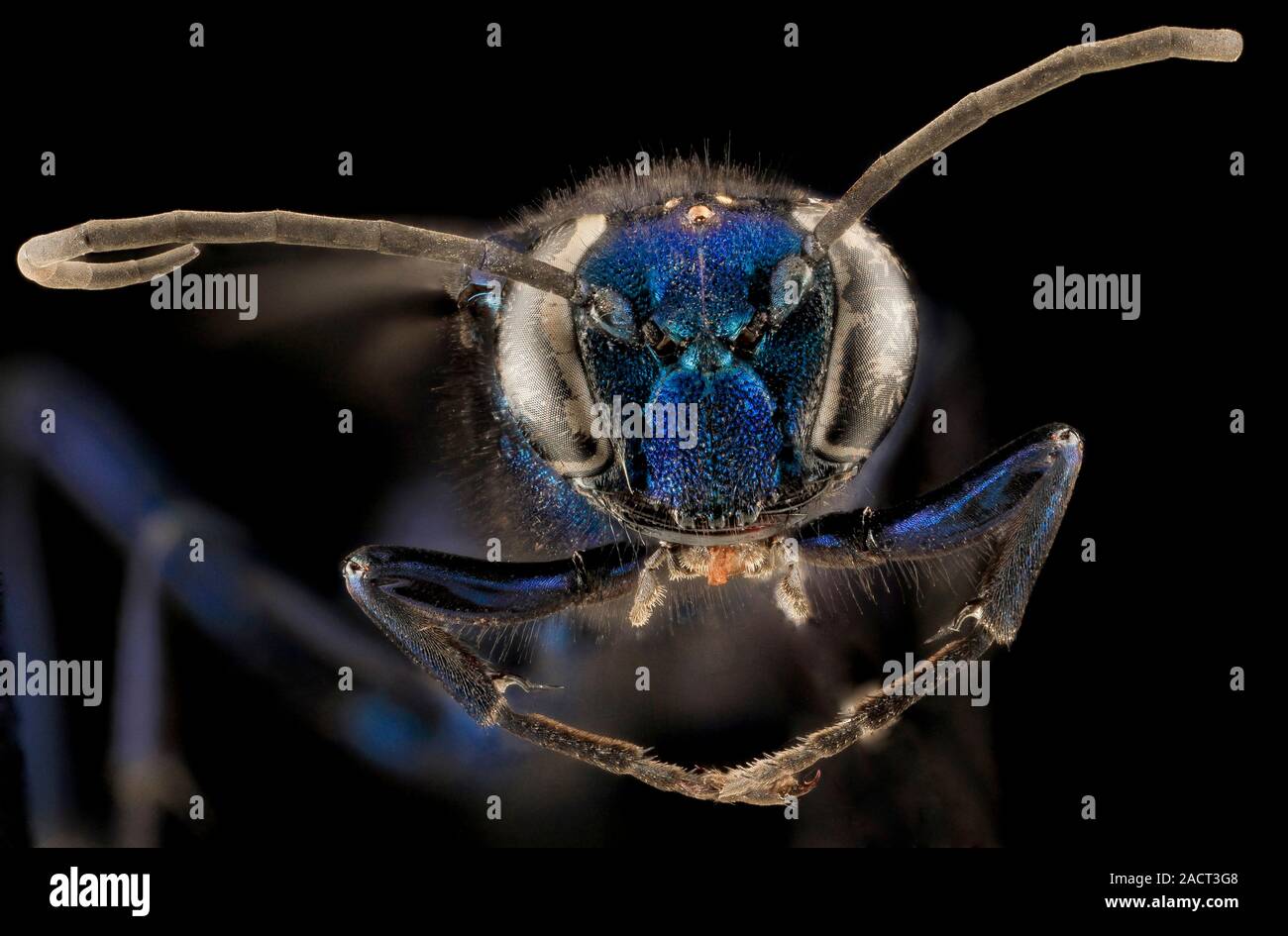 Female blue mud dauber wasp (Chalybion californicum), close-up photo ...