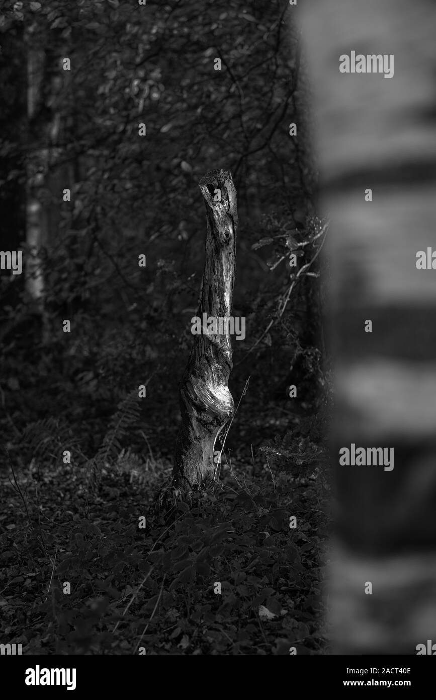 Green autumn scenery on Black and White Stock Photos & Images - Alamy