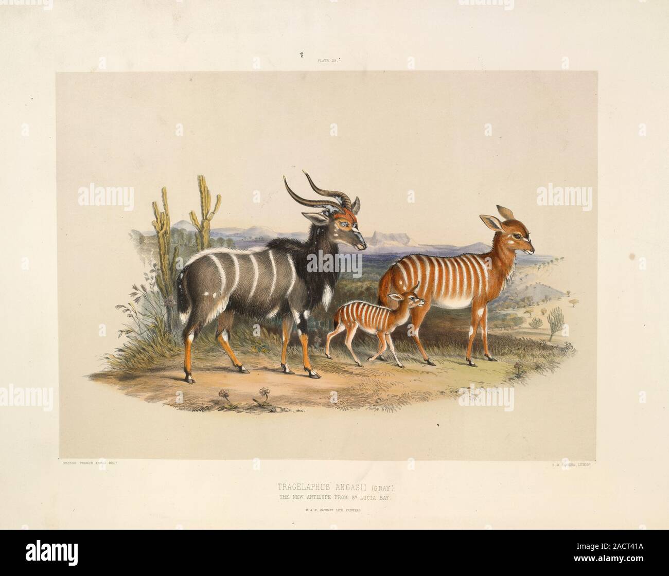 Antelopes, Tragelaphus Angasii (Gray). The new antelope from St Lucia ...