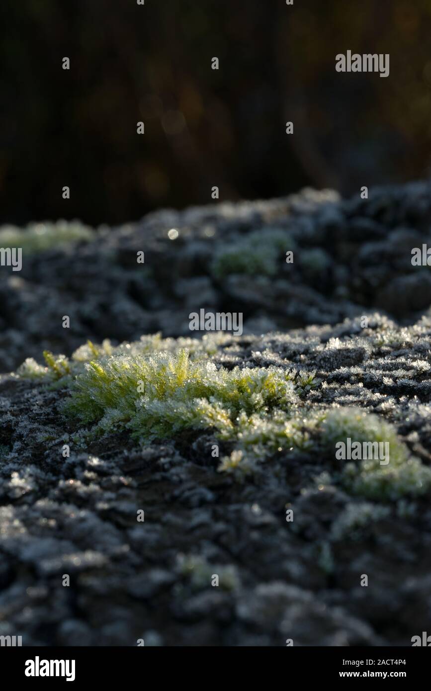 Frost growing on fallen trees Stock Photo - Alamy