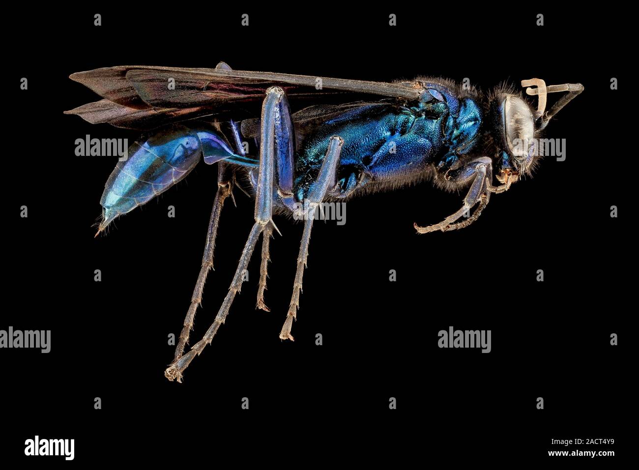 Female blue mud dauber wasp (Chalybion californicum), side view. This ...