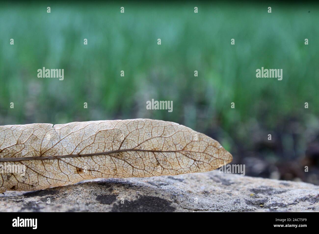 Dead leaf of lime tree on stone Stock Photo - Alamy