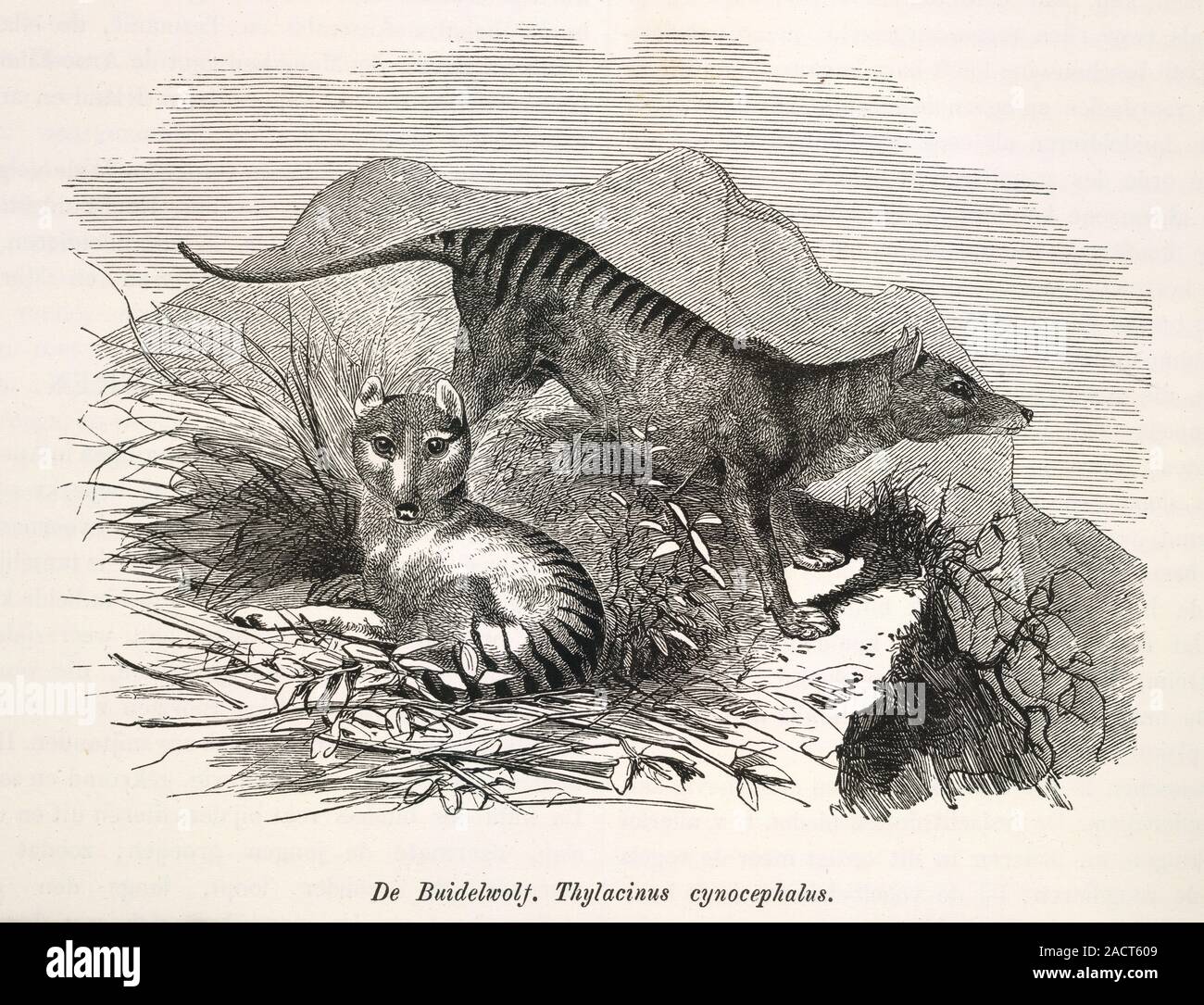 Tasmanian Wolf, De Buidewolf. Thyacinus cynocephalus. The Tasmanian ...