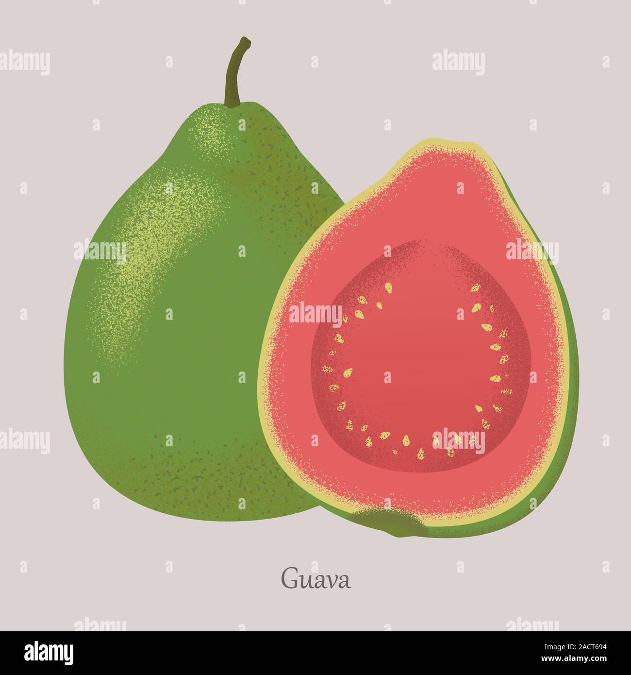 Summer tropical fruits Guava, whole fruit and half Stock Vector Image ...