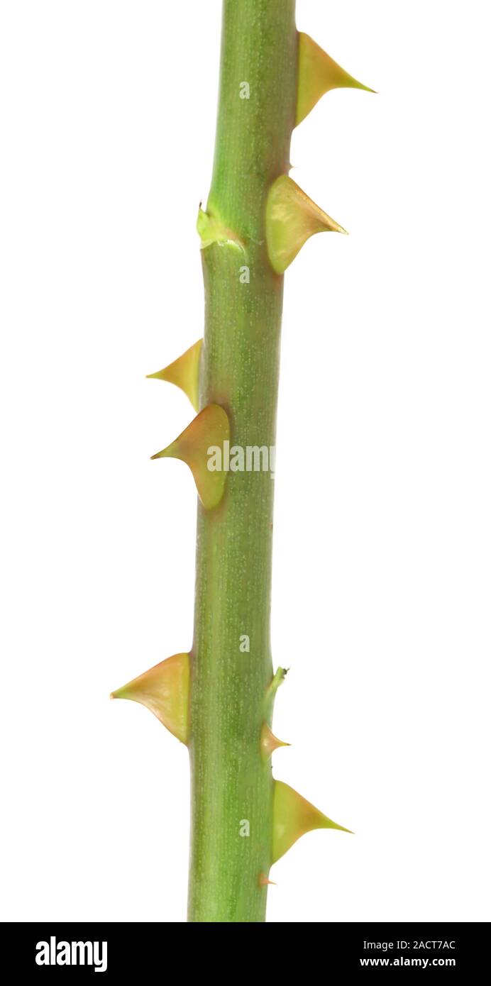 Rose thorn. Vertical Stock Photo - Alamy