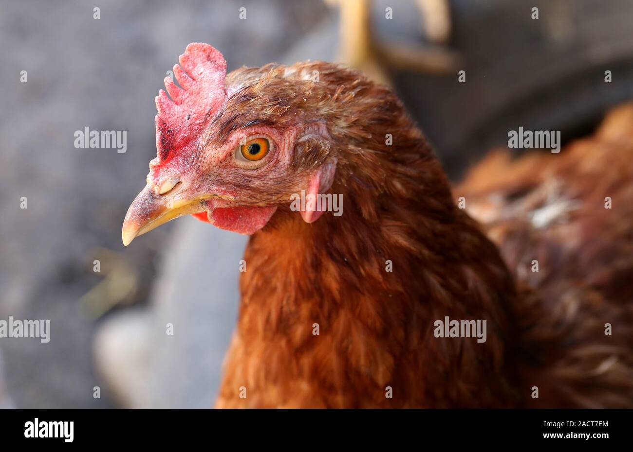Hen in profile chicken head hi-res stock photography and images - Alamy