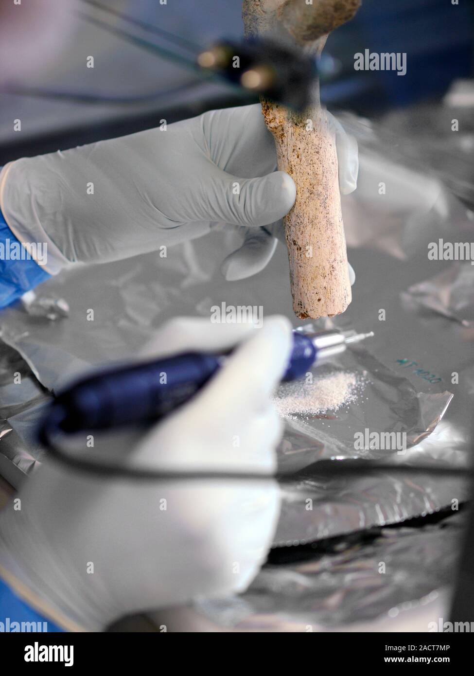 Extraction of fossil DNA (deoxyribonucleic acid). Technician drilling ...