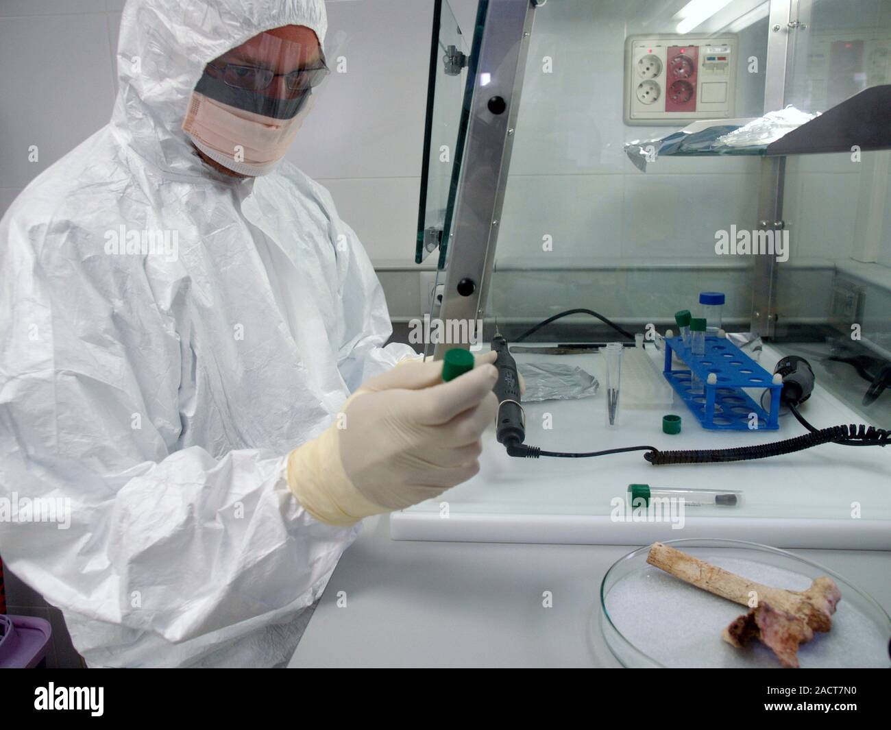 Extraction of fossil DNA (deoxyribonucleic acid). Technician drilling ...