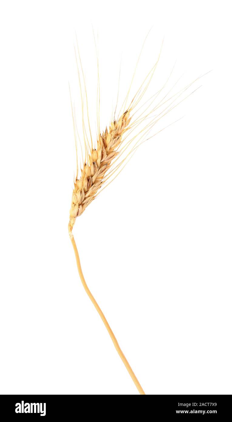 Ear of wheat Stock Photo - Alamy