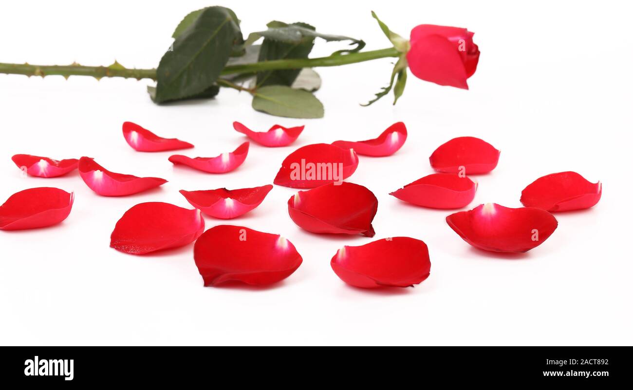 Soft pastel rose Cut Out Stock Images & Pictures - Alamy