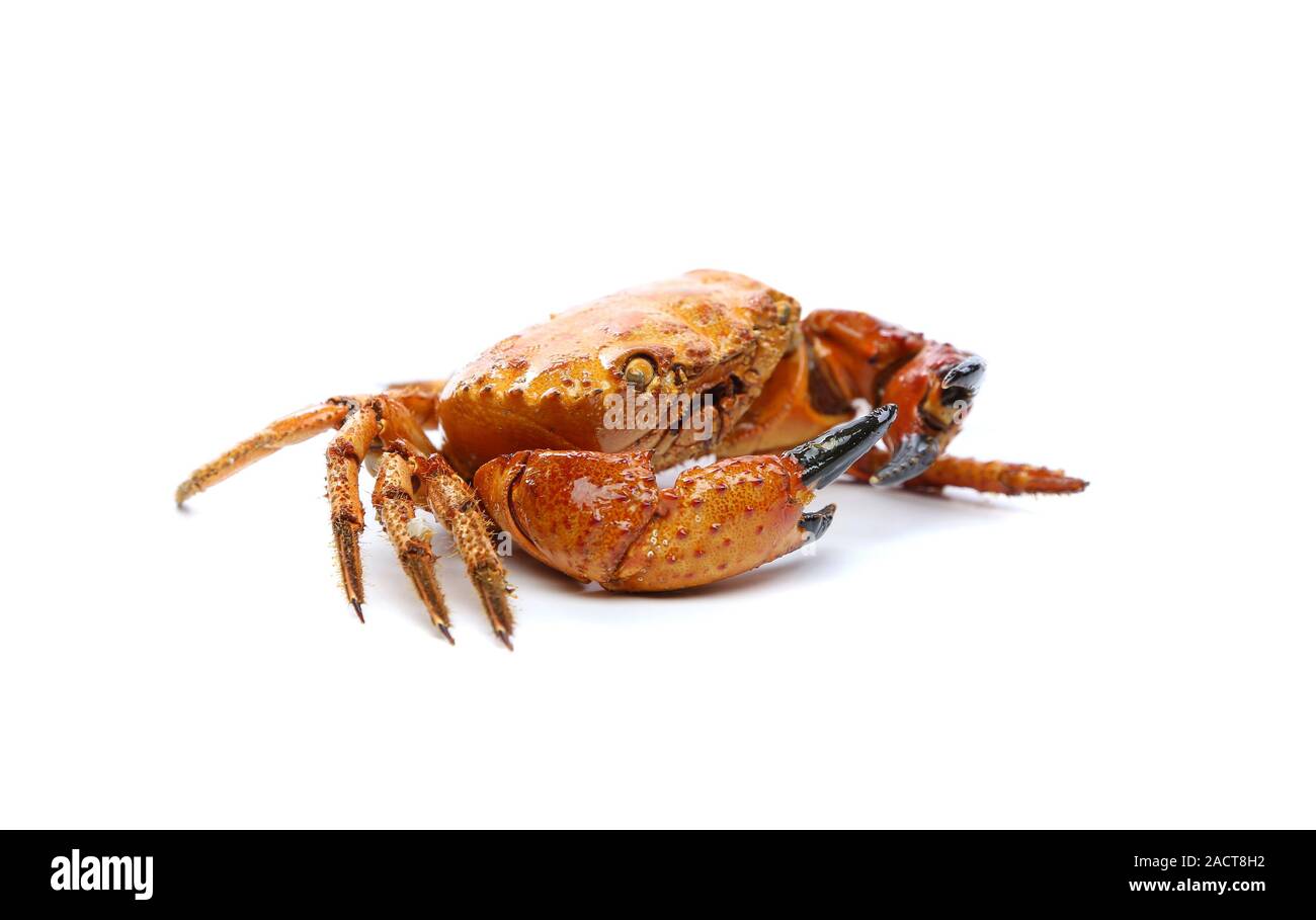 Seafood red crab Stock Photo - Alamy