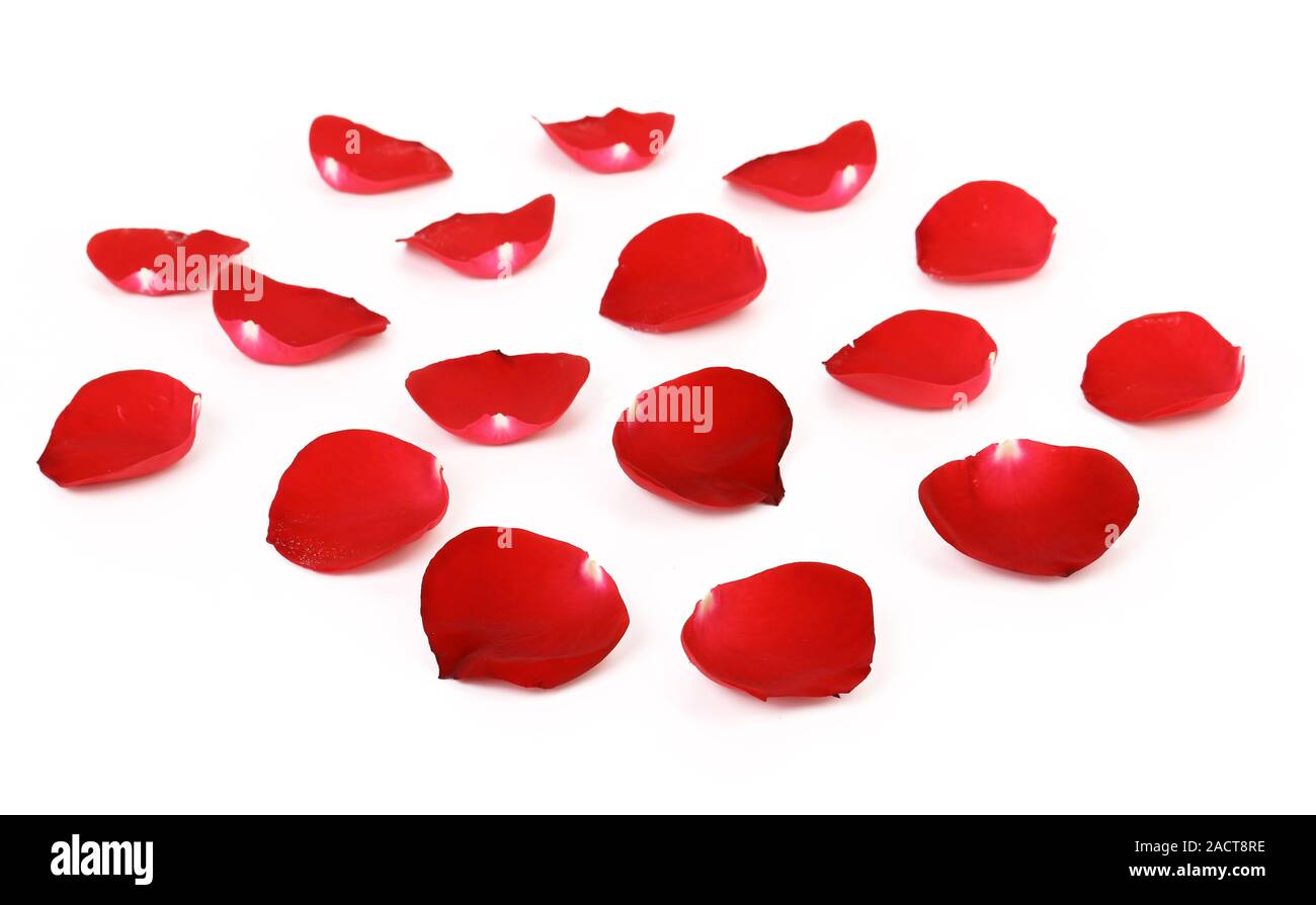 Red rose petals Stock Photo - Alamy