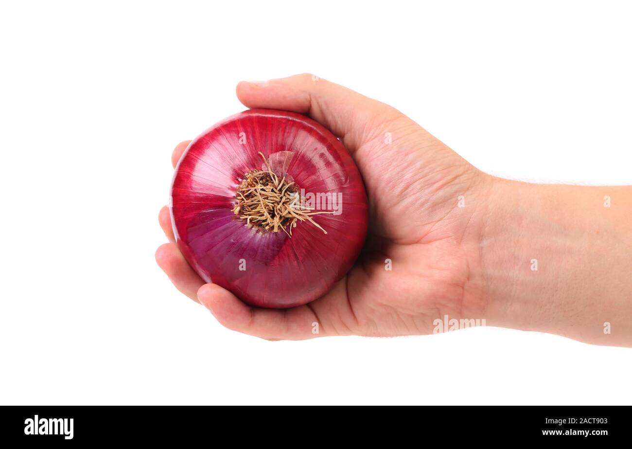 Hand holds red onion Stock Photo - Alamy