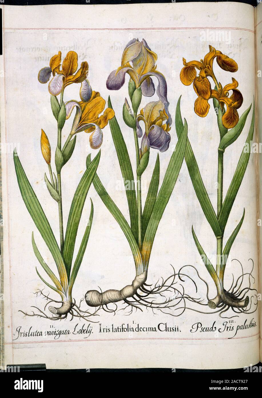 Three iris plants. Image taken from Hortus Eystettensis, sive diligens et accurata omnium ...