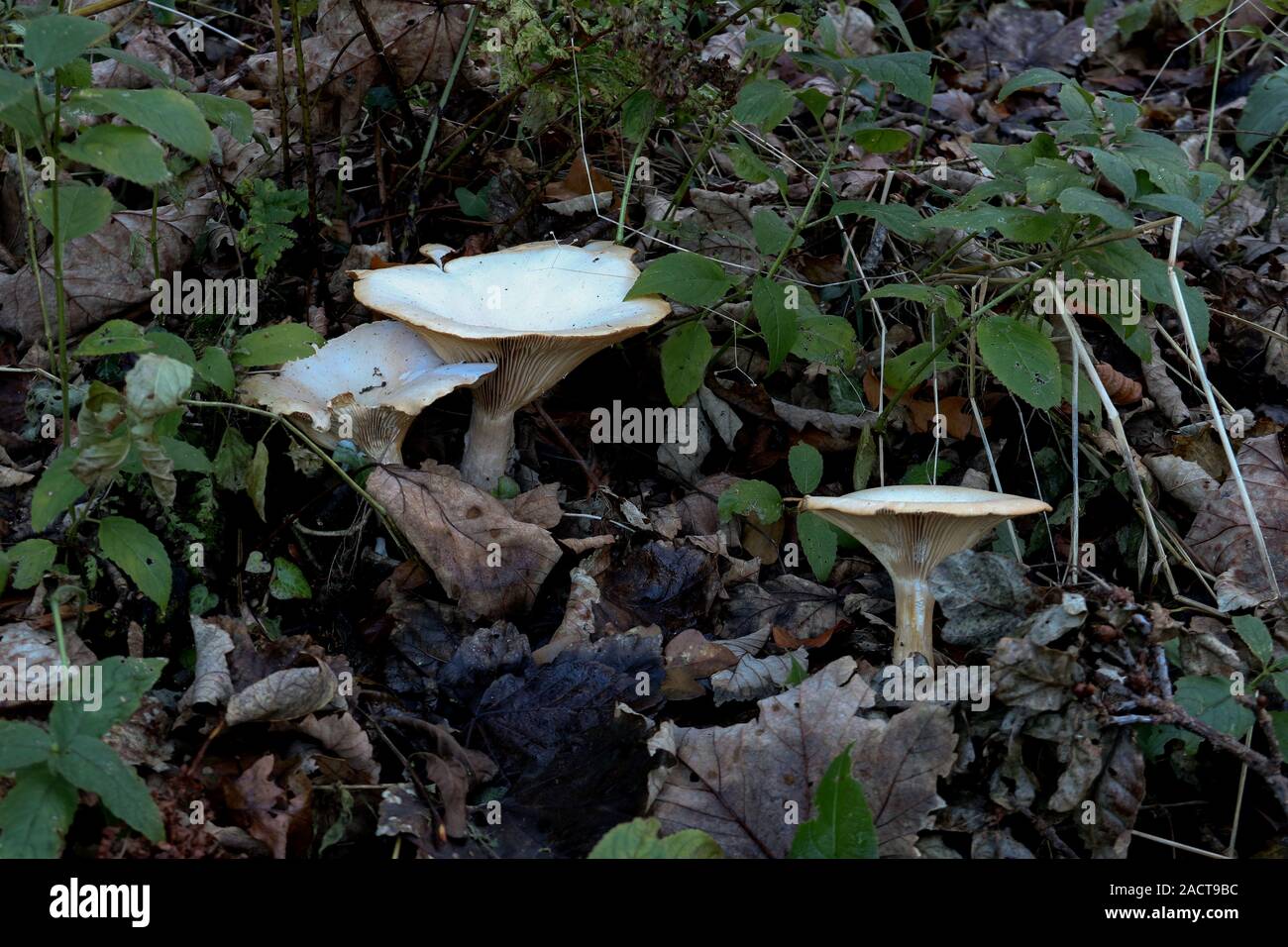 Trooping funnel fungus hi-res stock photography and images - Alamy