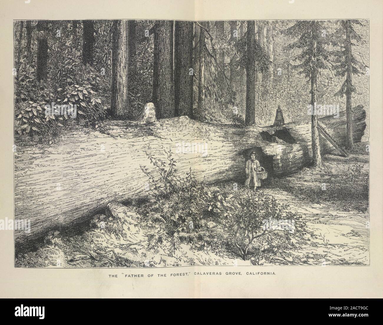 The Father of the Forest, Calaveras Grove, California. Image taken from ...