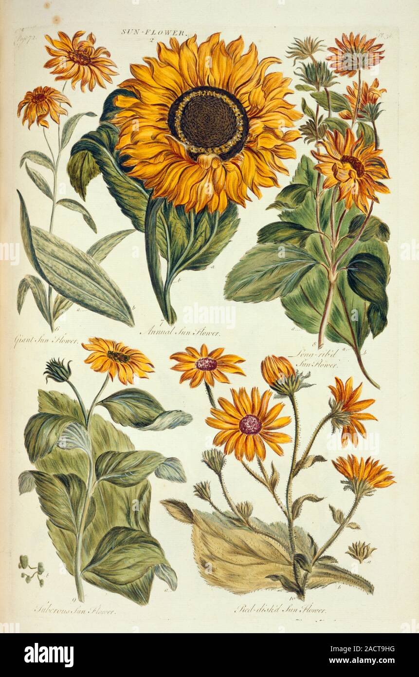 Various sunflowers. Image taken from The Vegetable System; or, a series ...