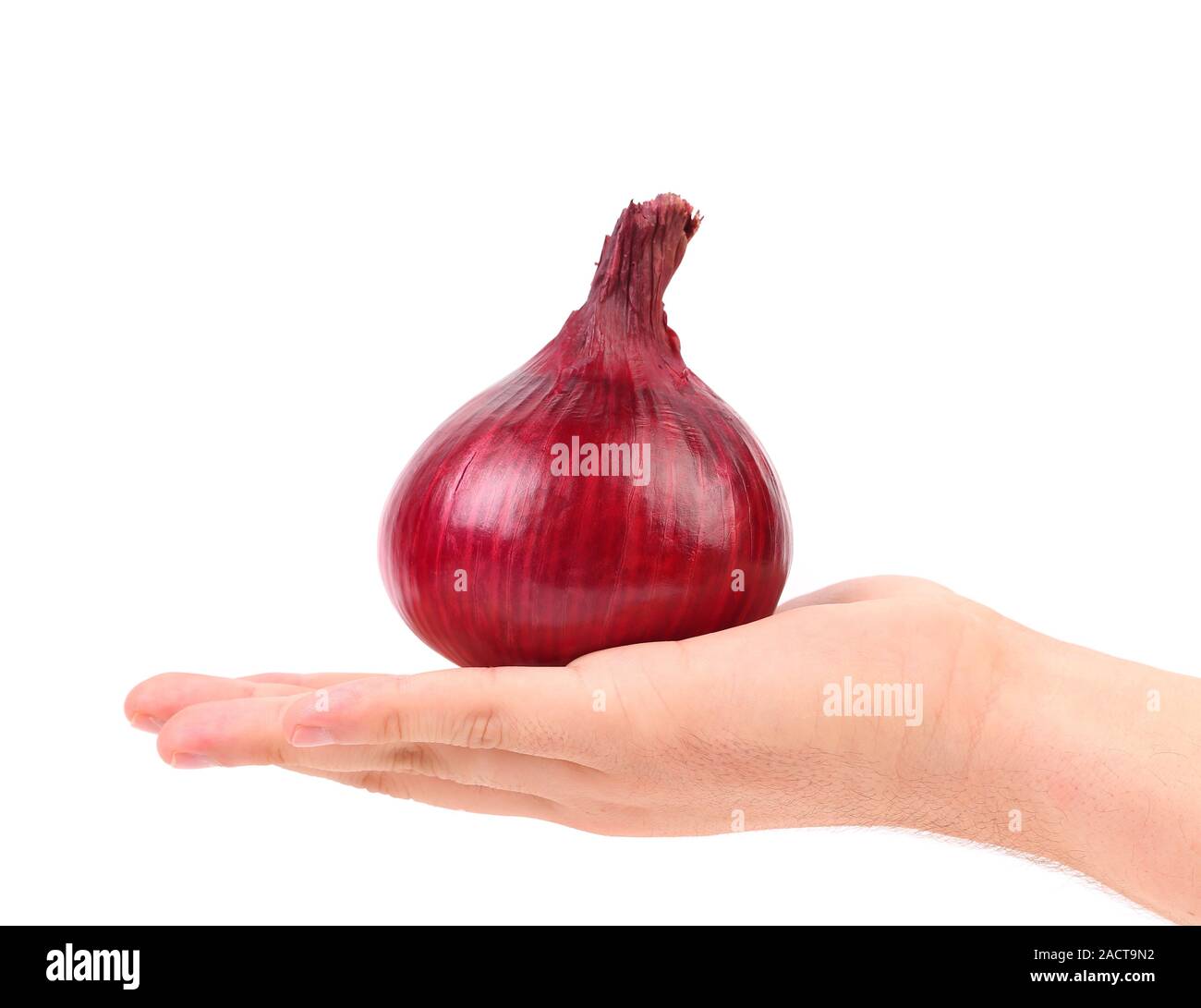 Hand holds red onion Stock Photo - Alamy