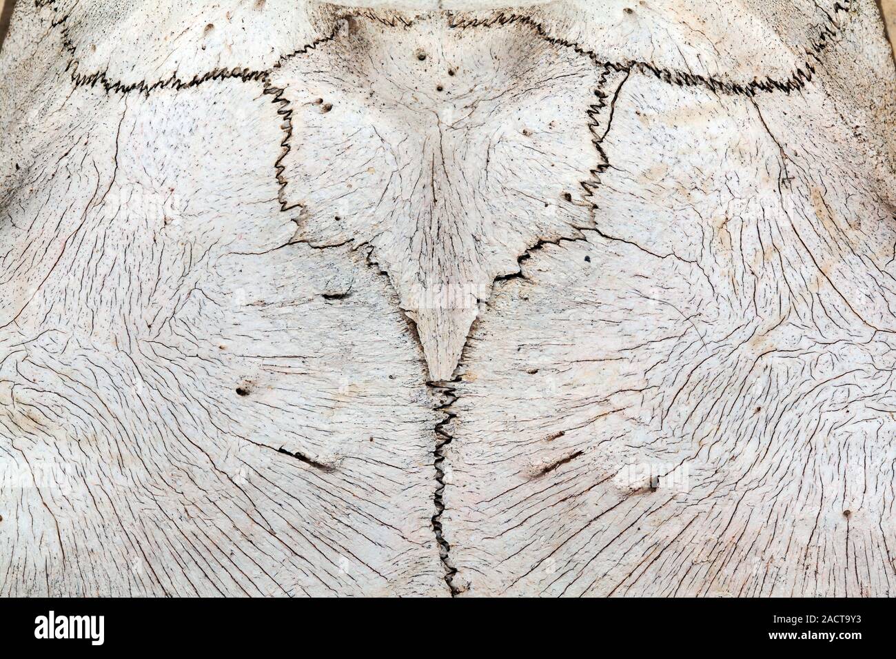 Cranial sutures, sheep's skull, close-up. Cranial sutures are the zig ...