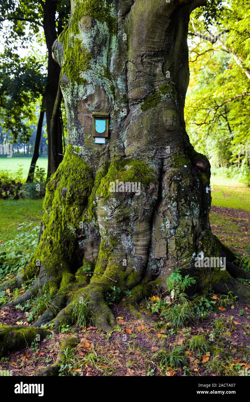 Natural monument of a copper beech Stock Photo - Alamy