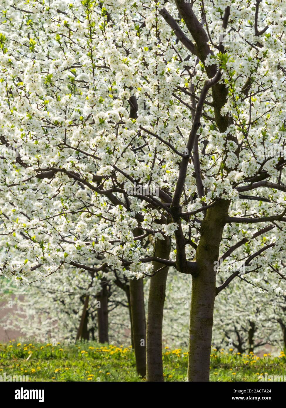 Flowering fruit trees in spring Stock Photo - Alamy