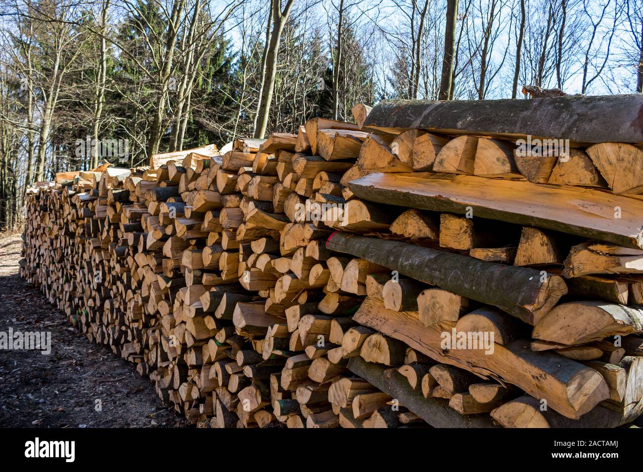 Trunks cut to size Stock Photo - Alamy