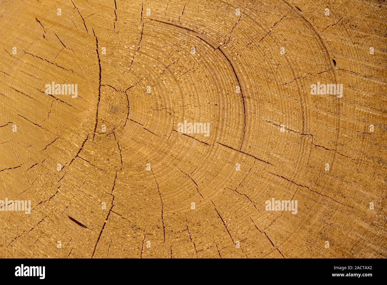 Trunks cut to size Stock Photo - Alamy