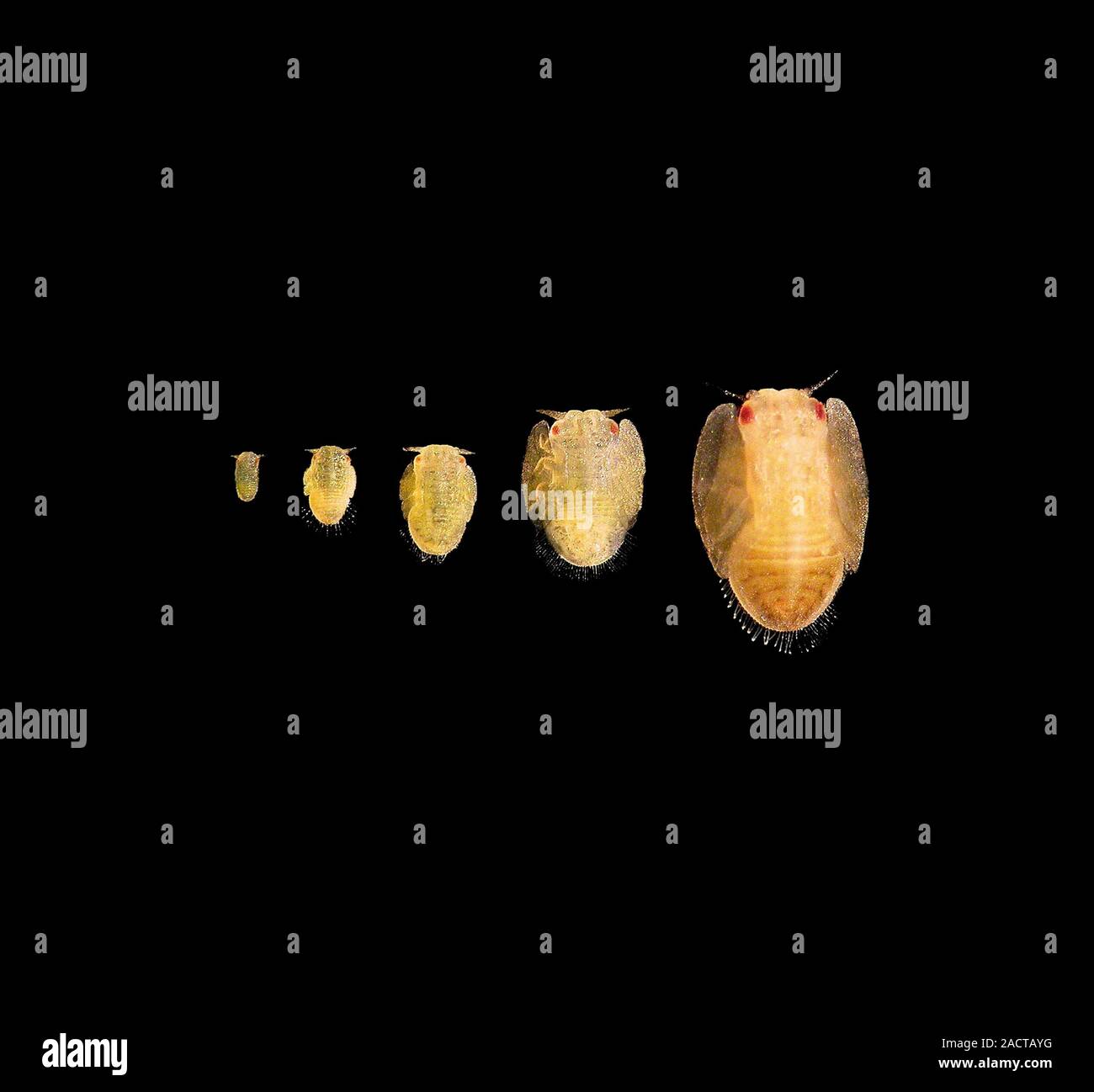 Asian citrus psyllid nymph development. Sequence showing the ...
