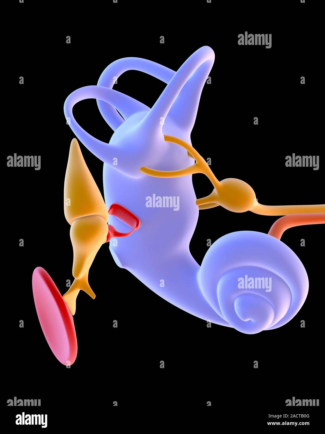 Inner ear anatomy. Computer artwork of a section through the inner part ...