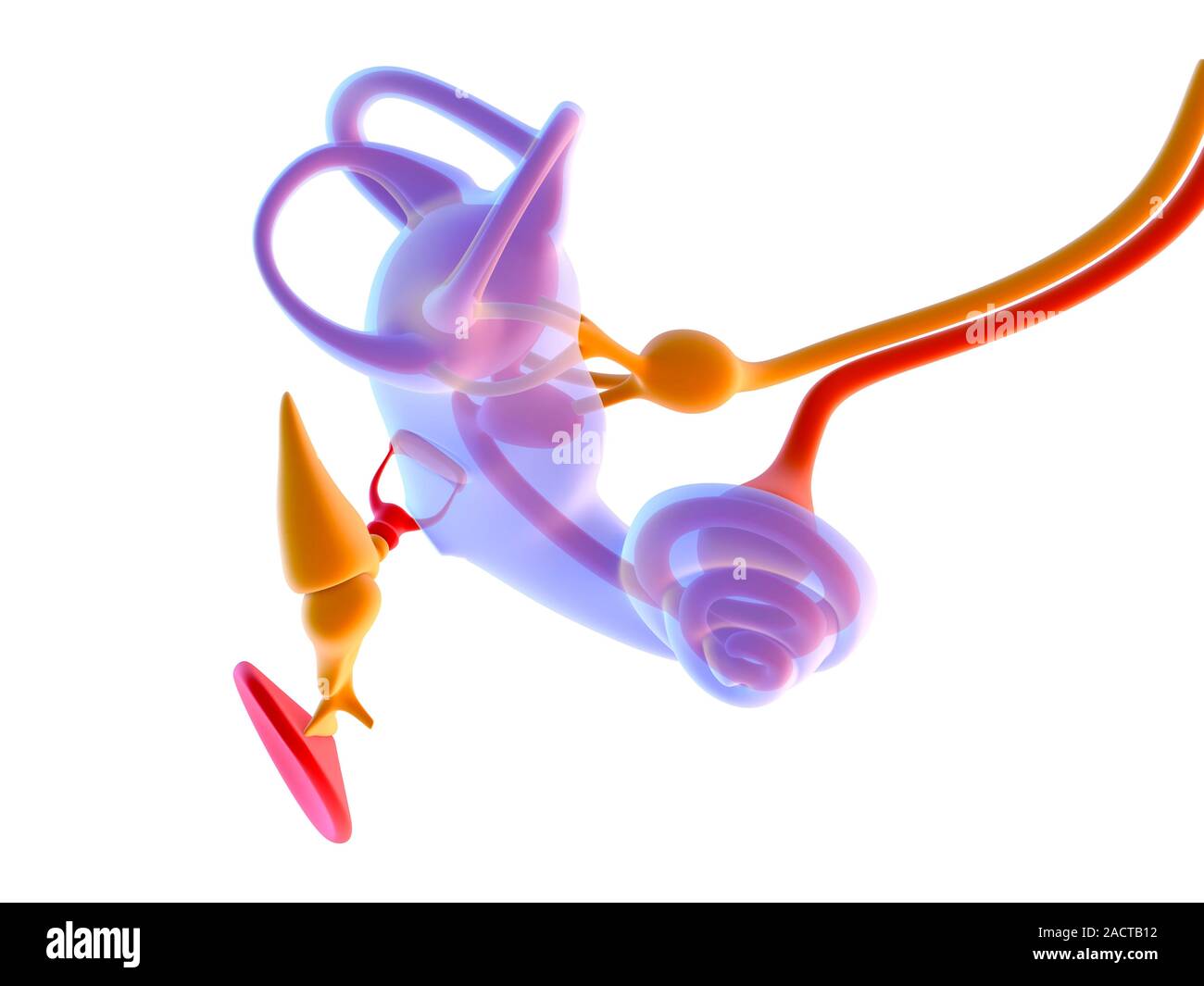 Inner ear anatomy. Computer artwork of a section through the inner part ...